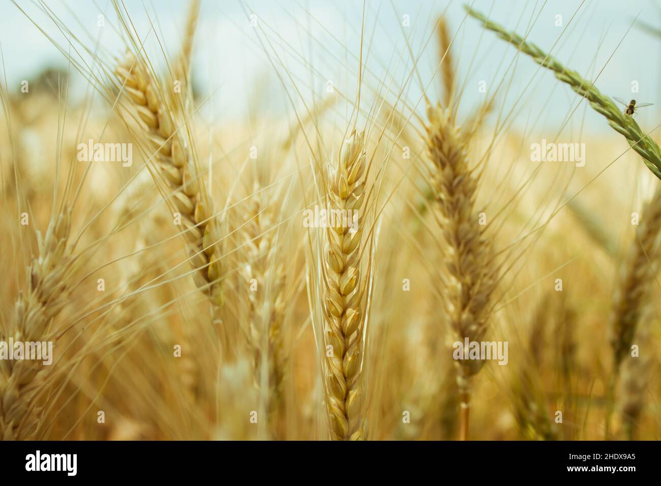 barley, spikes, barleys Stock Photo - Alamy