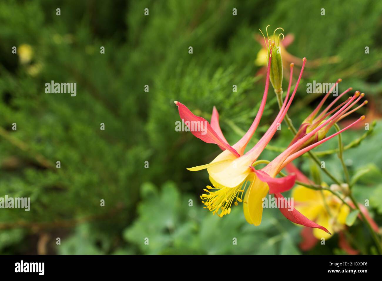 Columbine blooms hi-res stock photography and images - Alamy