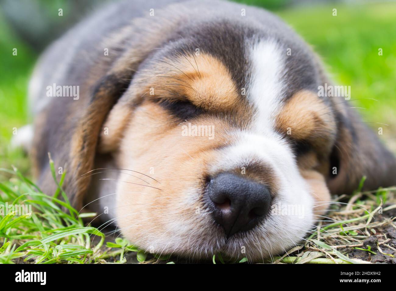 Dogs muzzle hi-res stock photography and images - Alamy