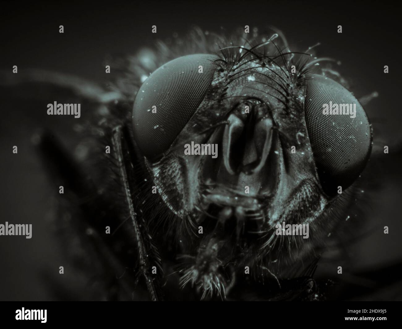 fly, compound eye, flies, compound eyes Stock Photo - Alamy