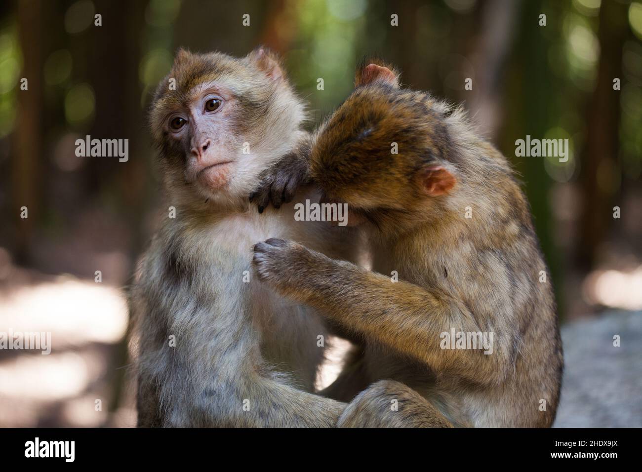 monkeys, grooming, monkey, primate, primates Stock Photo - Alamy