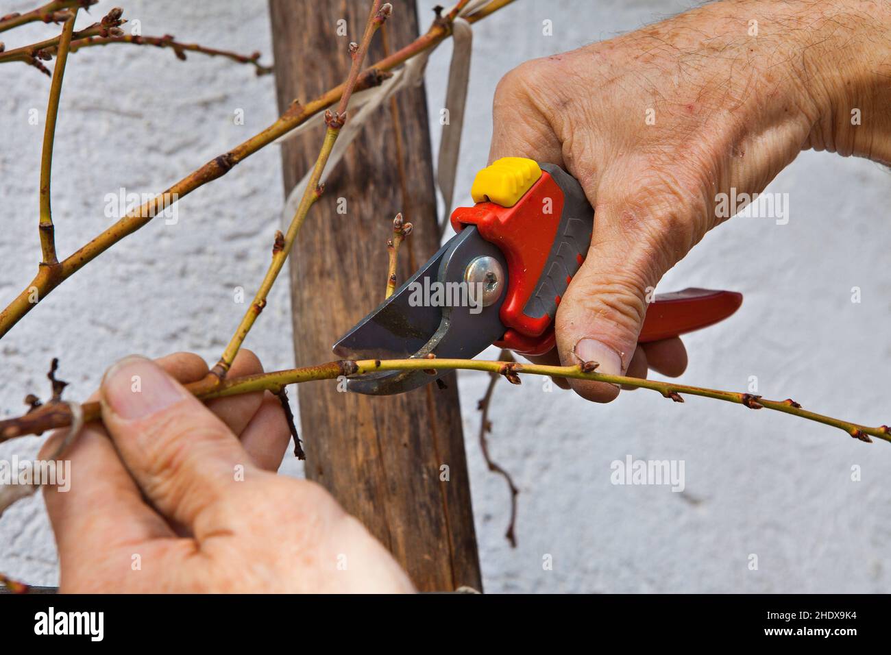 gardening, secateurs, trim, plant care, tending of plants Stock Photo ...