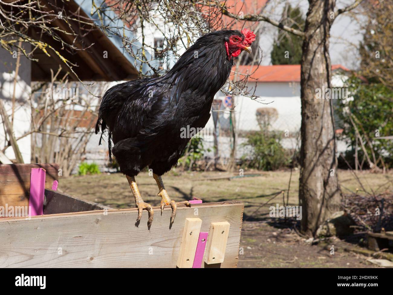 hen, Black hen, hens Stock Photo - Alamy
