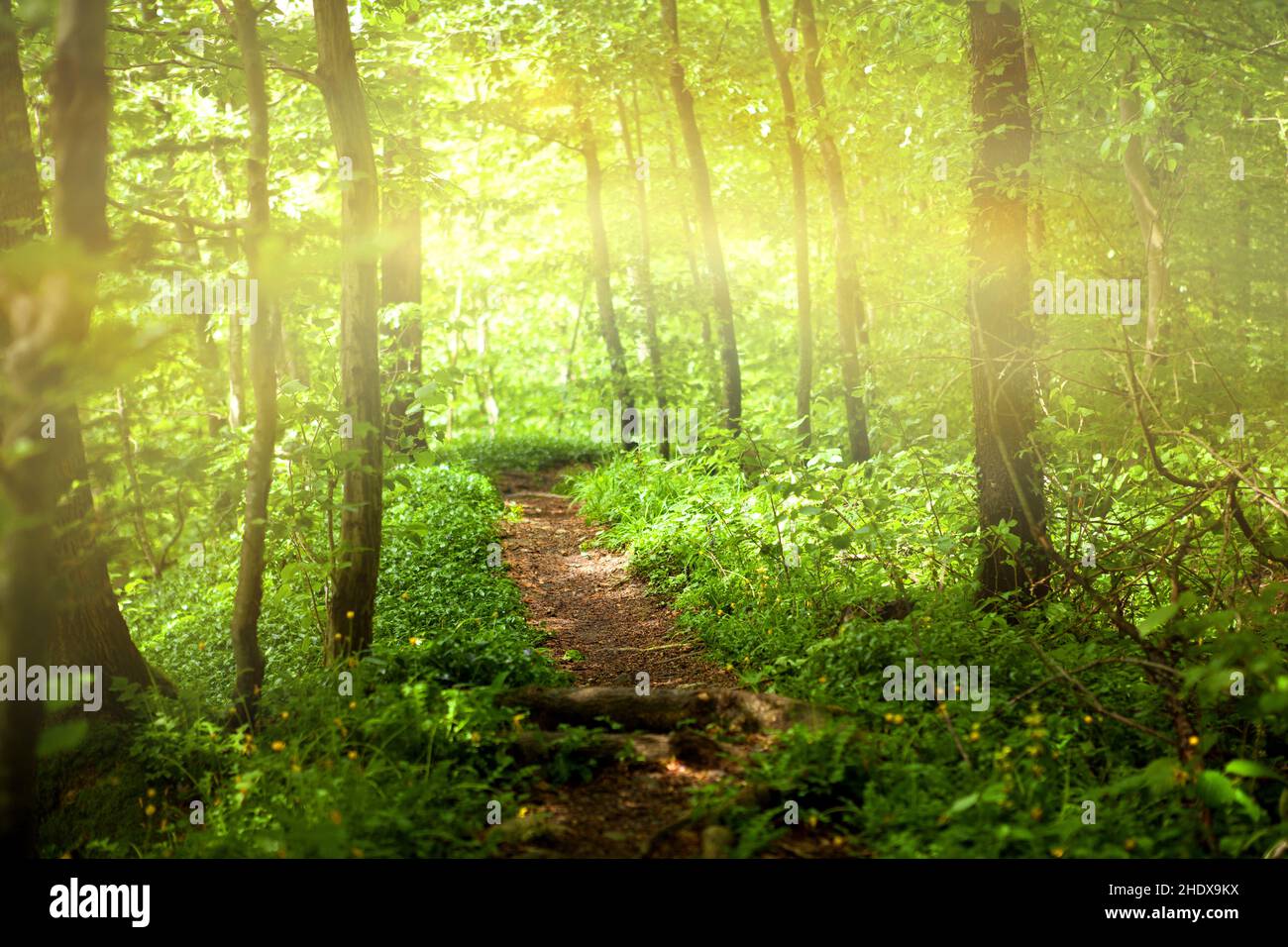 nature, forest, path, natur, natures, forests, wood, woodland, woods ...