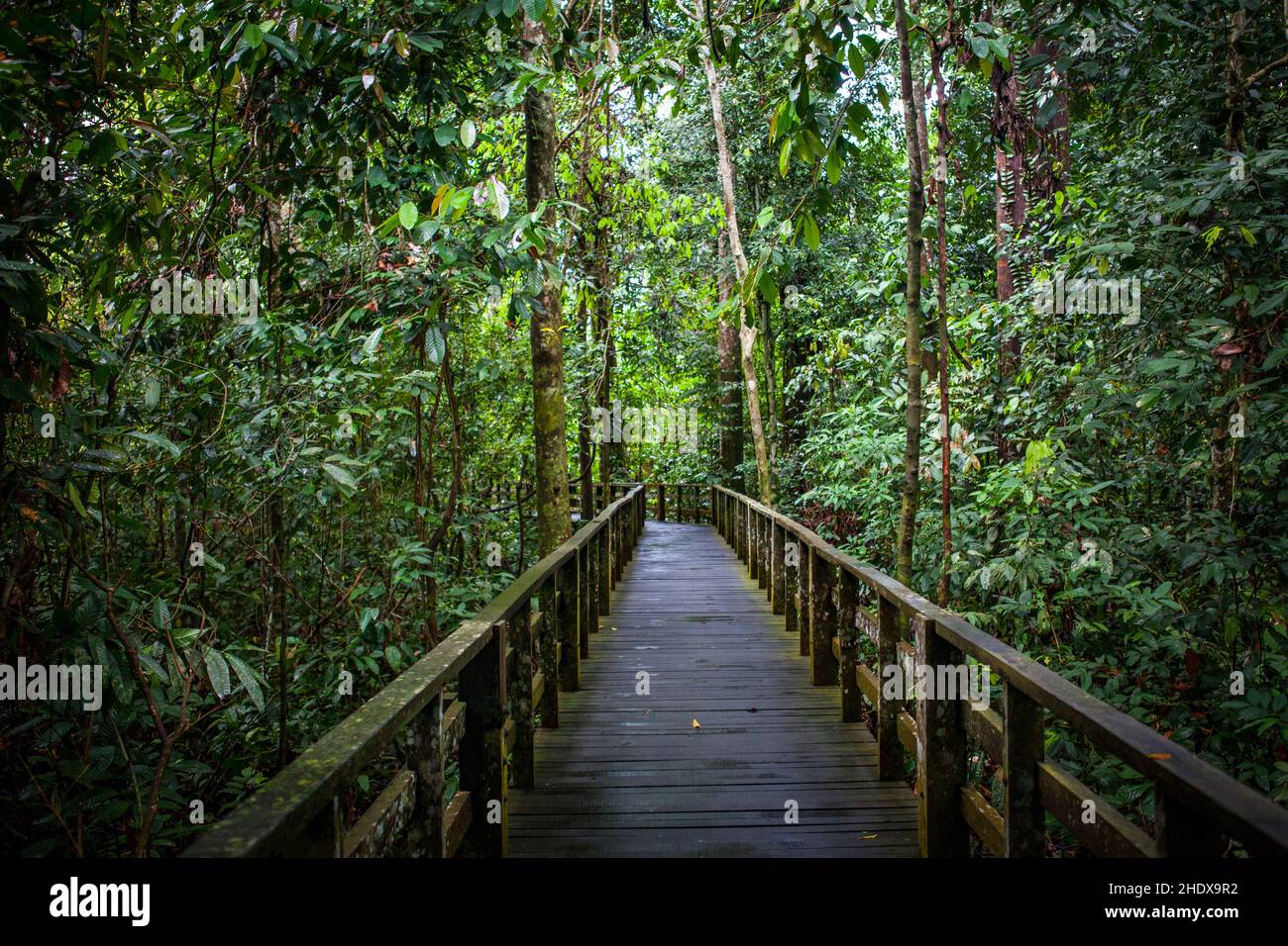 rainforest, footpath, jungle, rainforests, footpaths Stock Photo - Alamy