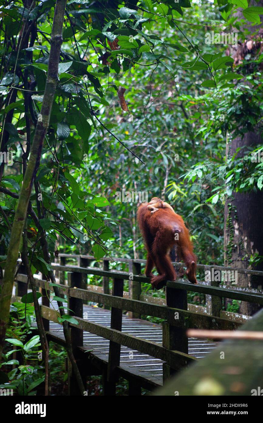 orang utan, baby monkey, orang-utans, baby monkeys, baby primates Stock ...