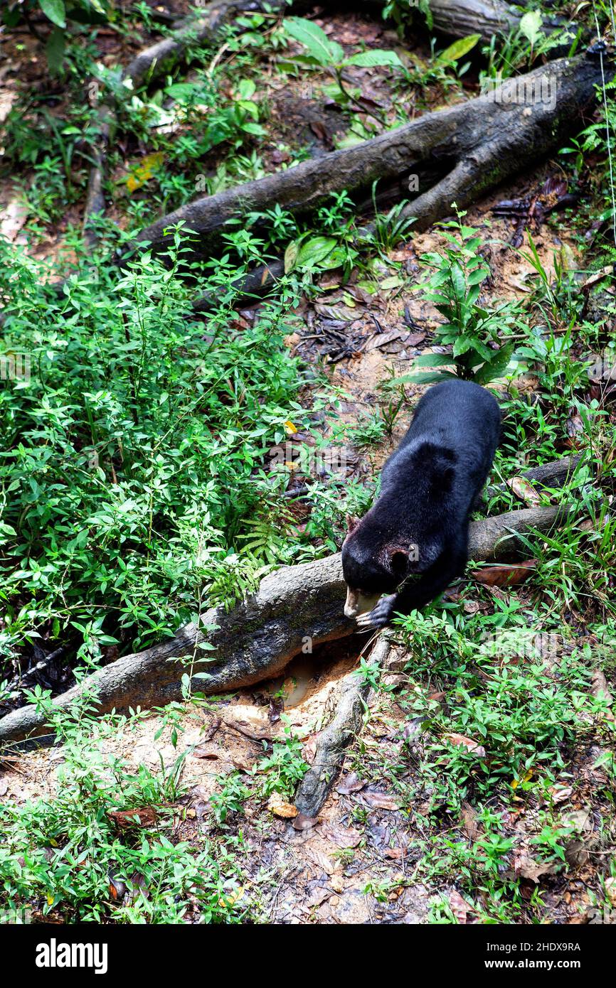 sun bear, sun bears Stock Photo - Alamy