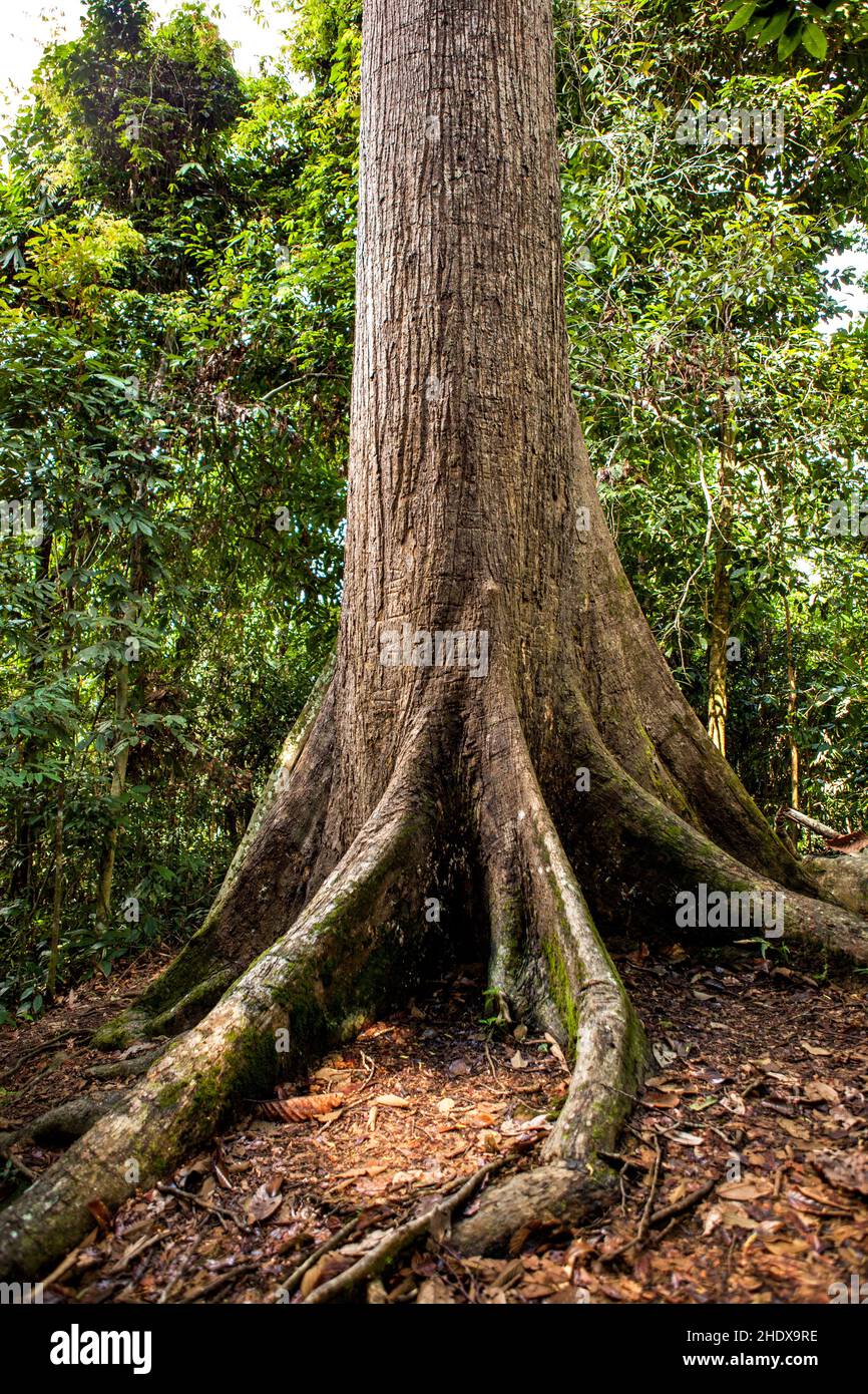 Buttress roots tree trunks hi-res stock photography and images - Alamy