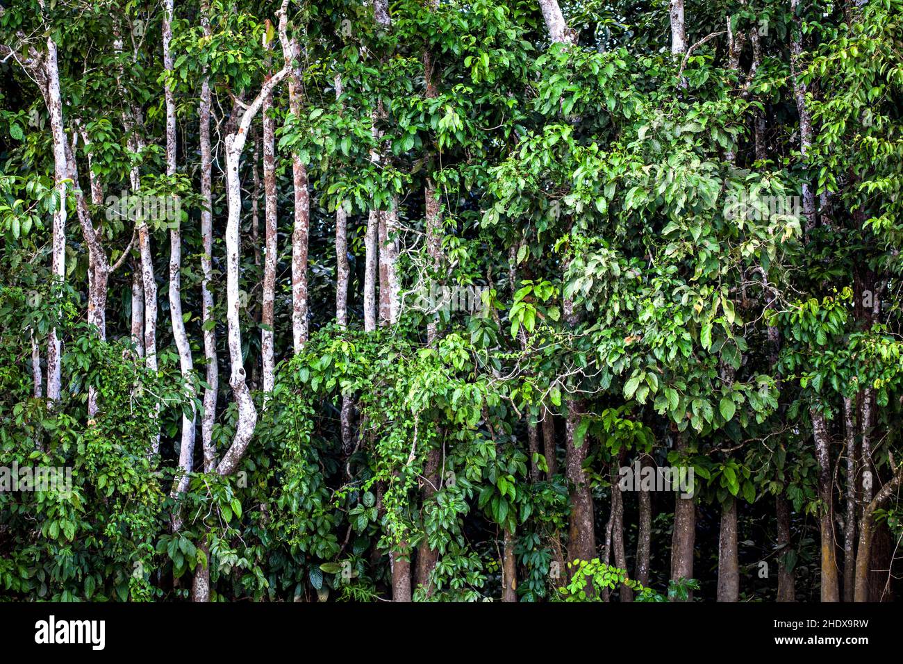 jungle, trees, rainforest, tree Stock Photo - Alamy