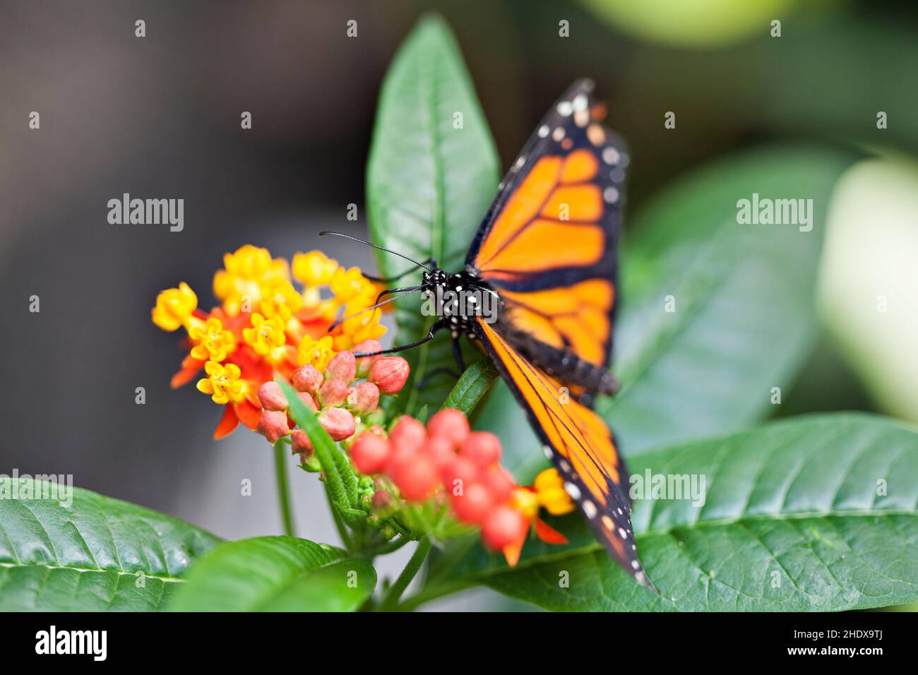 monarch butterfly, monarch butterflies Stock Photo - Alamy