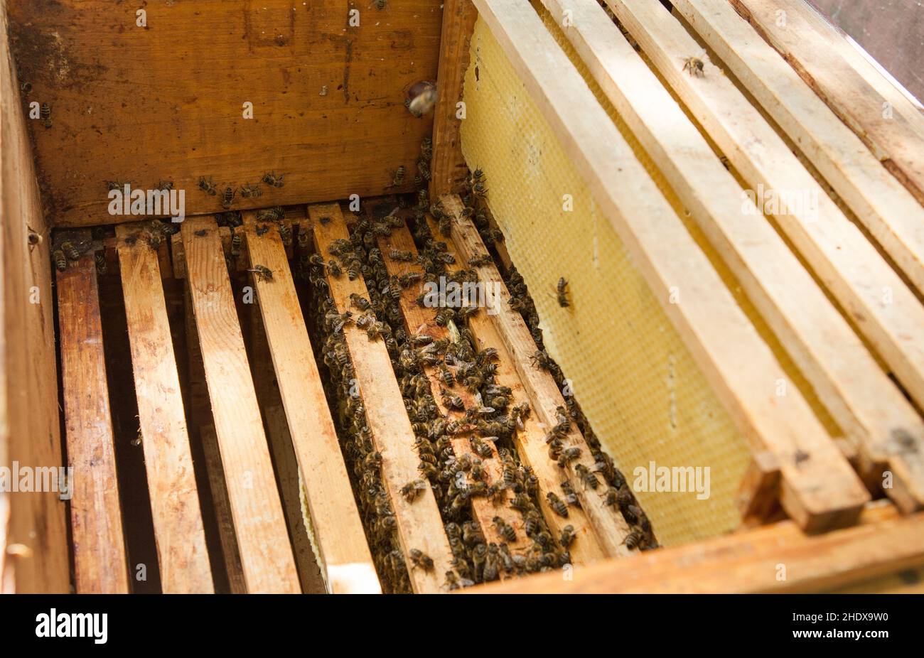 honeycomb, bee box, Honey bee, honeycombs, apiary, bee boxs Stock Photo ...