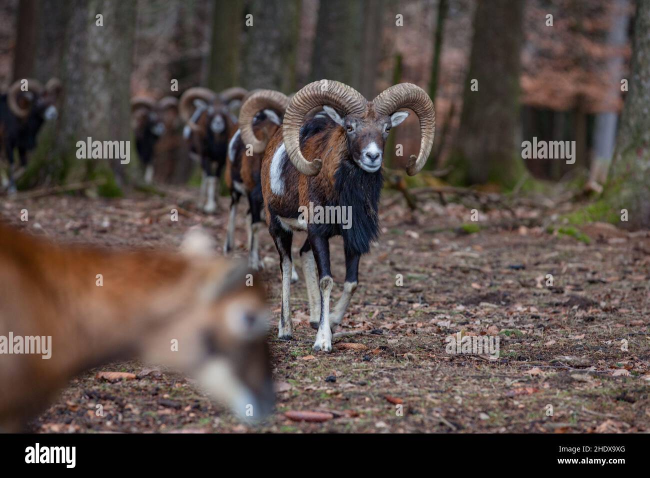 Group of mouflons hi-res stock photography and images - Alamy