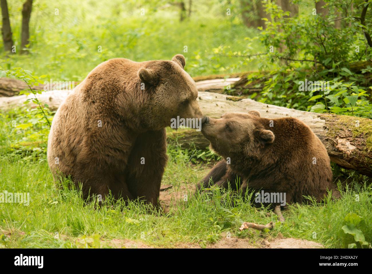 affection, brown bear, affections, brown bears Stock Photo - Alamy