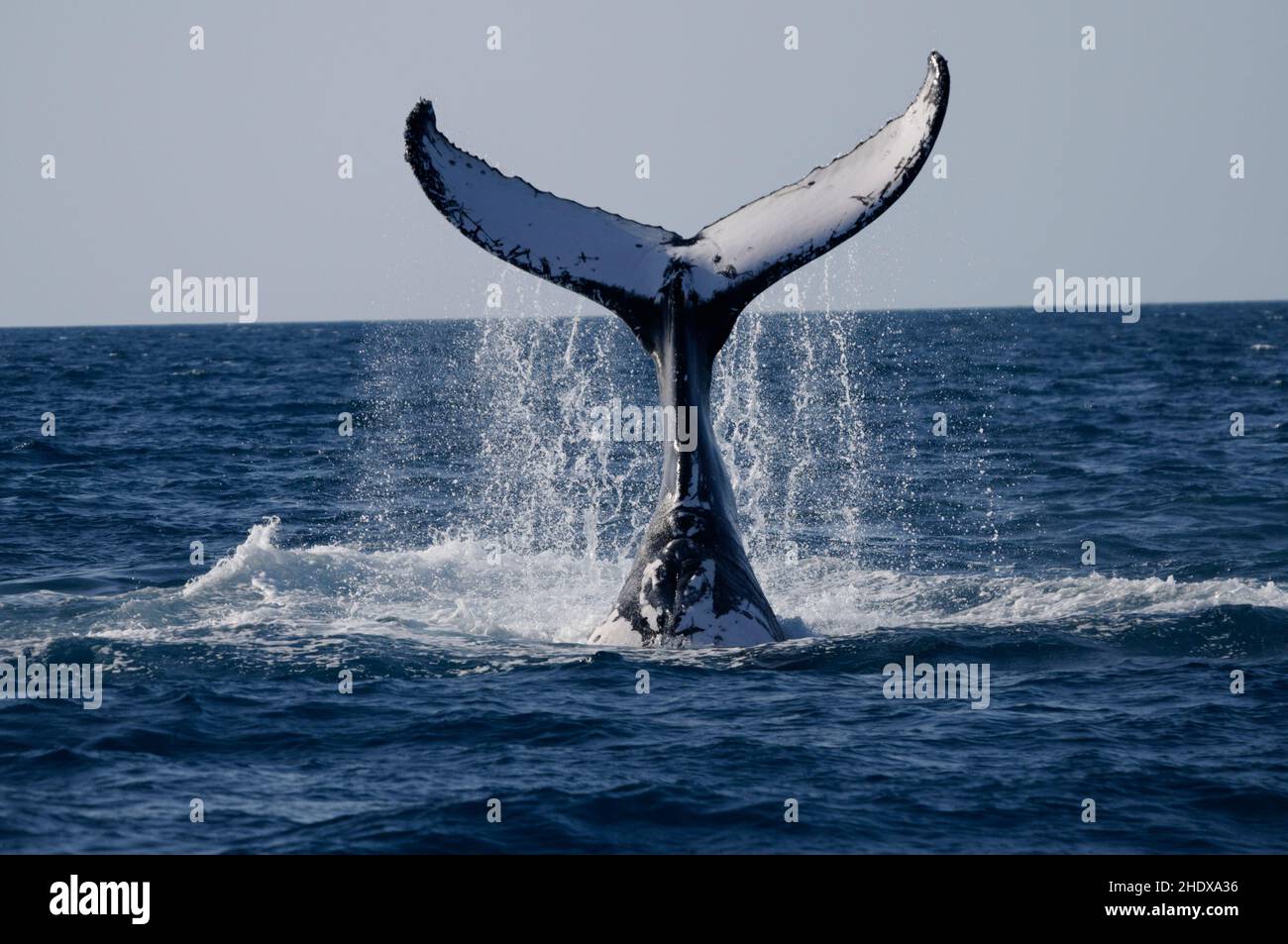 whale, whale fin, humpback whale, whales, whale fins Stock Photo - Alamy