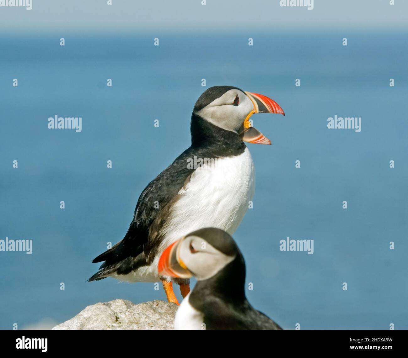shouting, puffin, scream, screaming, shout Stock Photo - Alamy