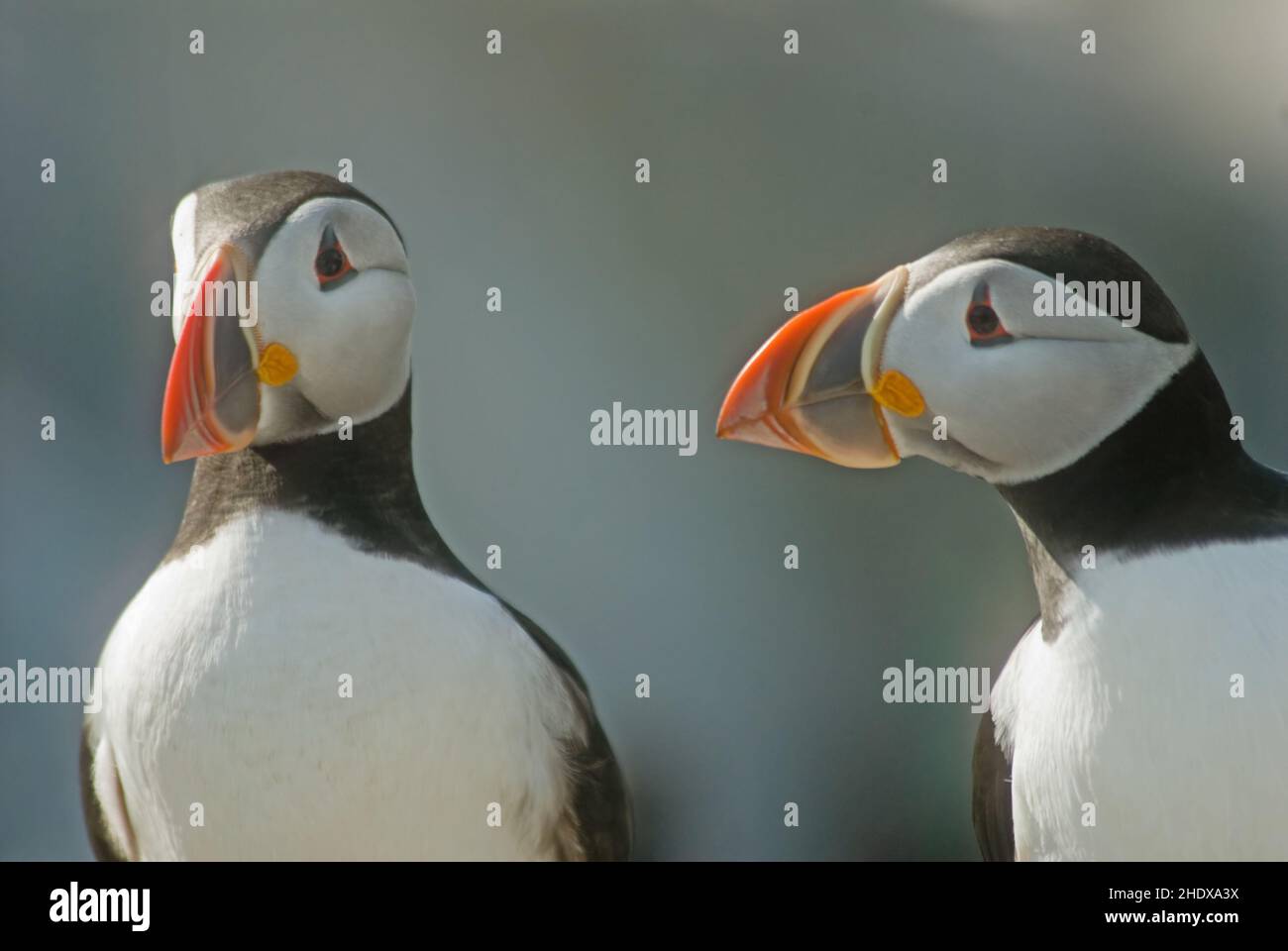 atlantic puffin, puffin, atlantic puffins Stock Photo - Alamy