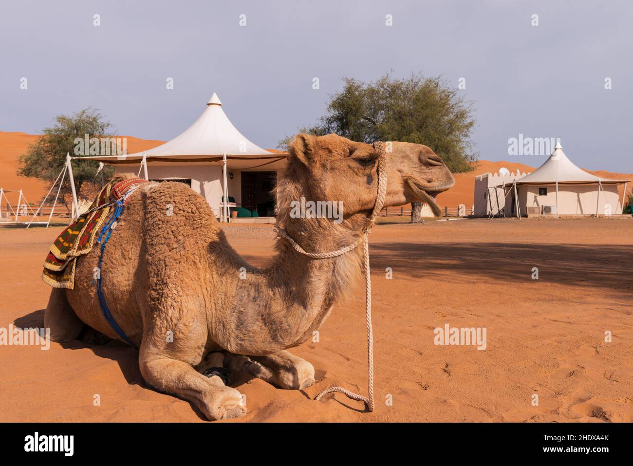 desert, dromedary camel, oman, deserts, wüste, dromedary camels, omans ...
