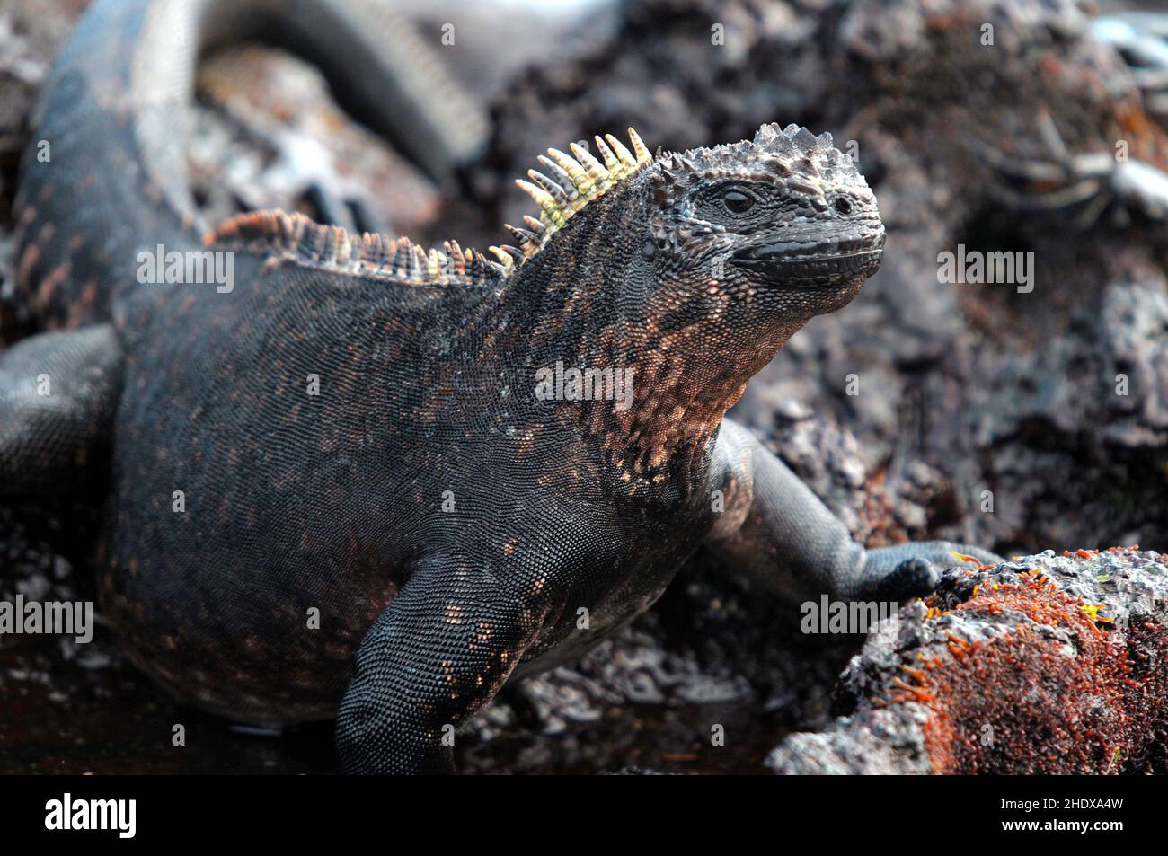 Family iguanas hi-res stock photography and images - Alamy