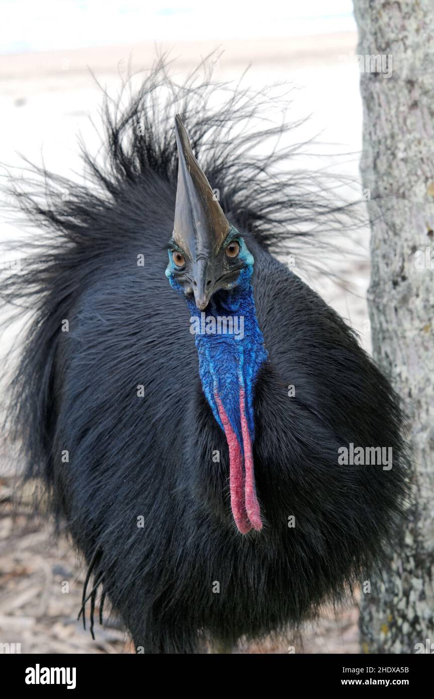 bird, cassowary, birds, cassowaries Stock Photo - Alamy