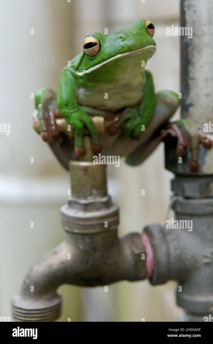 tree frog, giant tree frog, tree frogs Stock Photo - Alamy