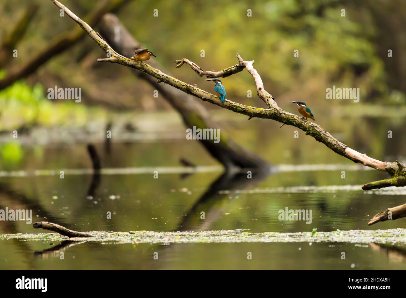 wildlife reserve, kingfisher, nature reserve, wild, wildlife reserves ...