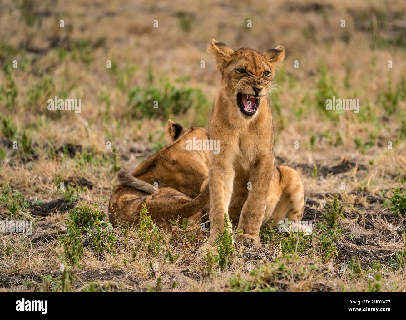 young animal, lion, young animals, leo, lions Stock Photo - Alamy