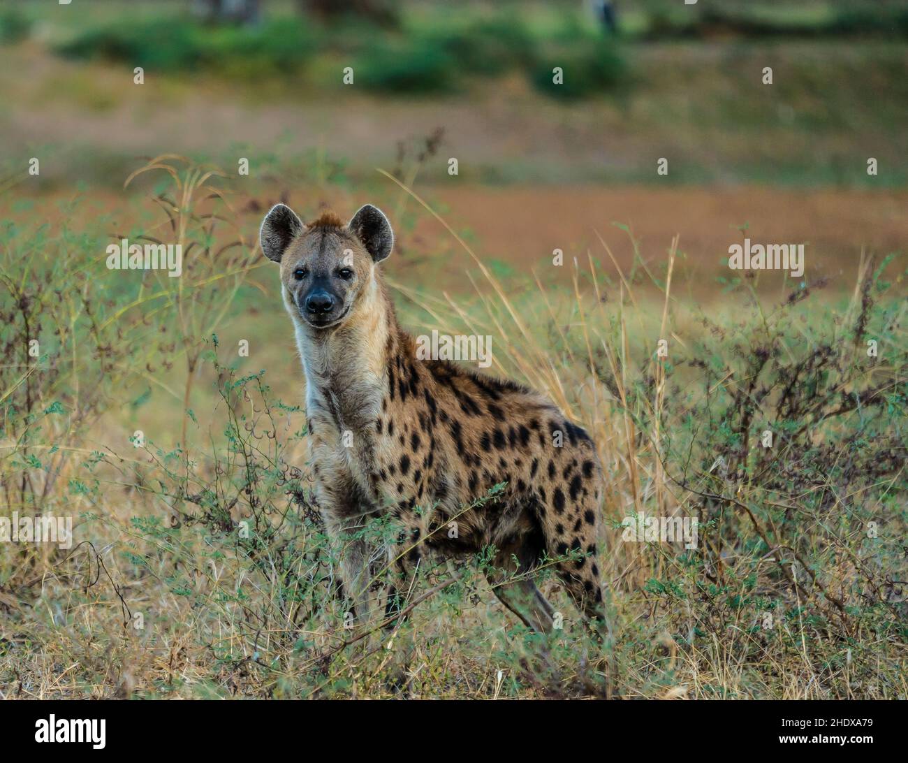 hyena, spotted hyena, hyenas, spotted hyenas Stock Photo - Alamy