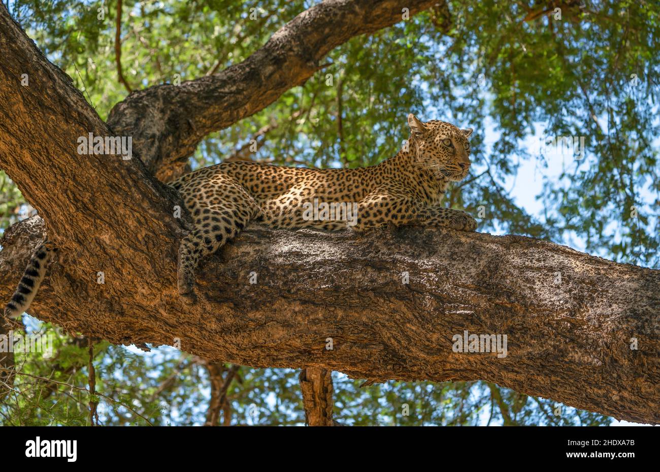 leopard, display boards Stock Photo - Alamy