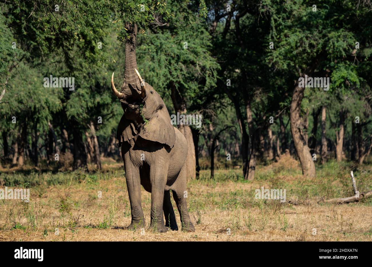 feeding, elephant, feed, feedings, elephants Stock Photo - Alamy