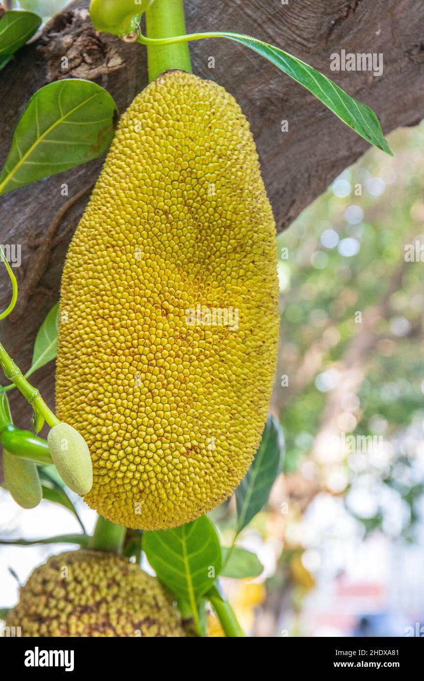 ripening Jackfruits on a Tree in the Nature Stock Photo - Alamy
