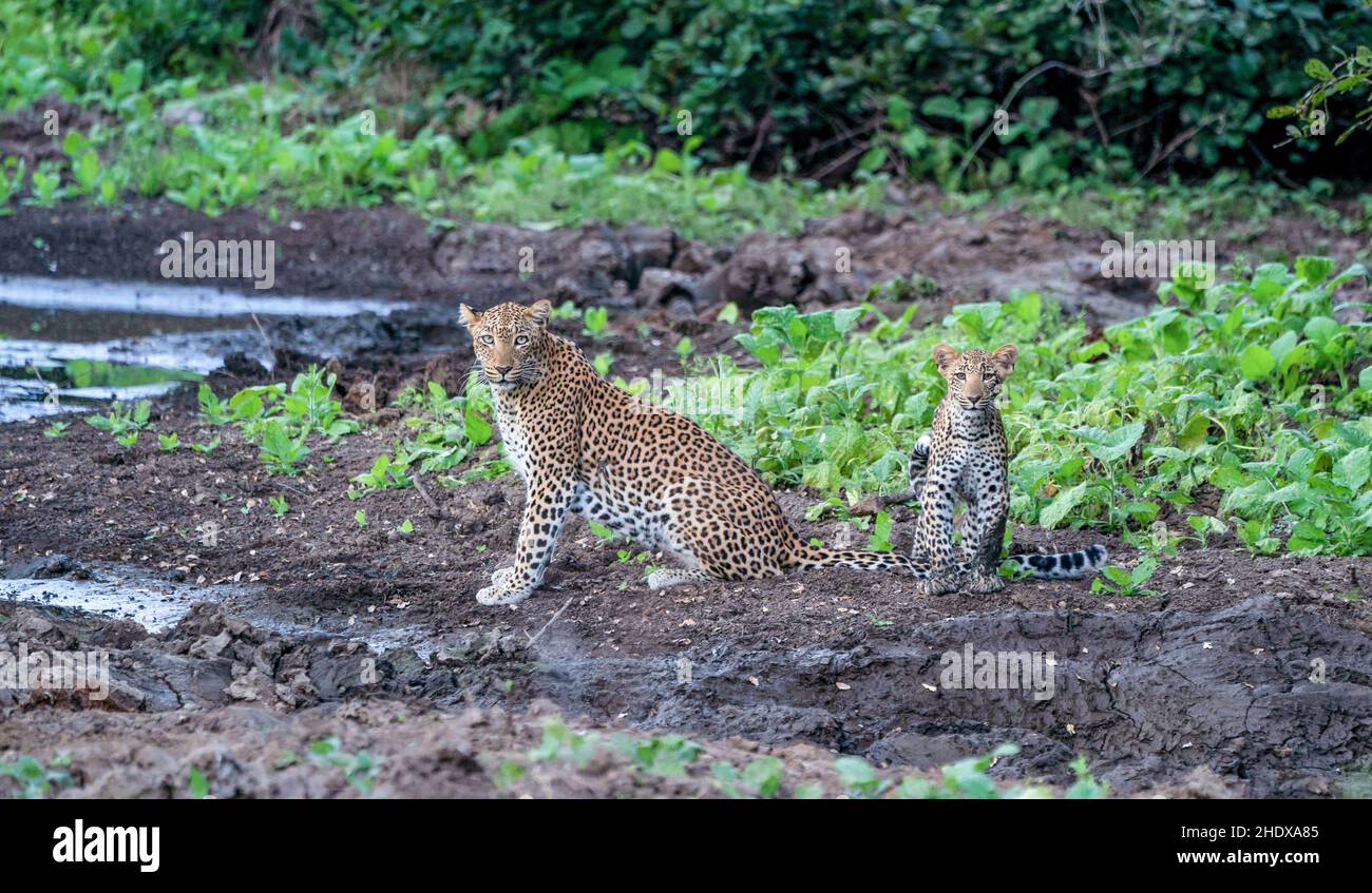 leopard, display boards Stock Photo - Alamy
