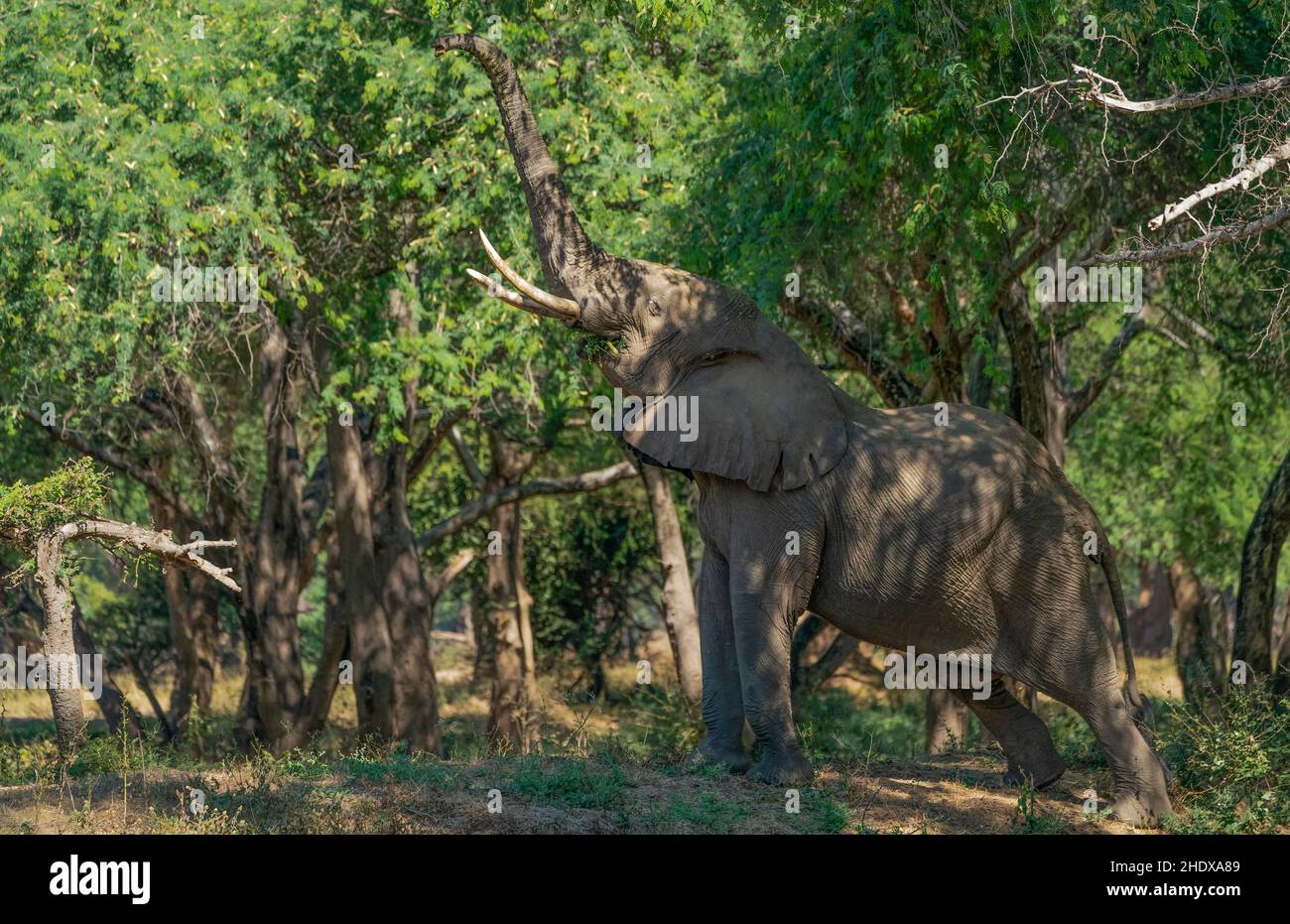 feeding, elephant, feed, feedings, elephants Stock Photo - Alamy