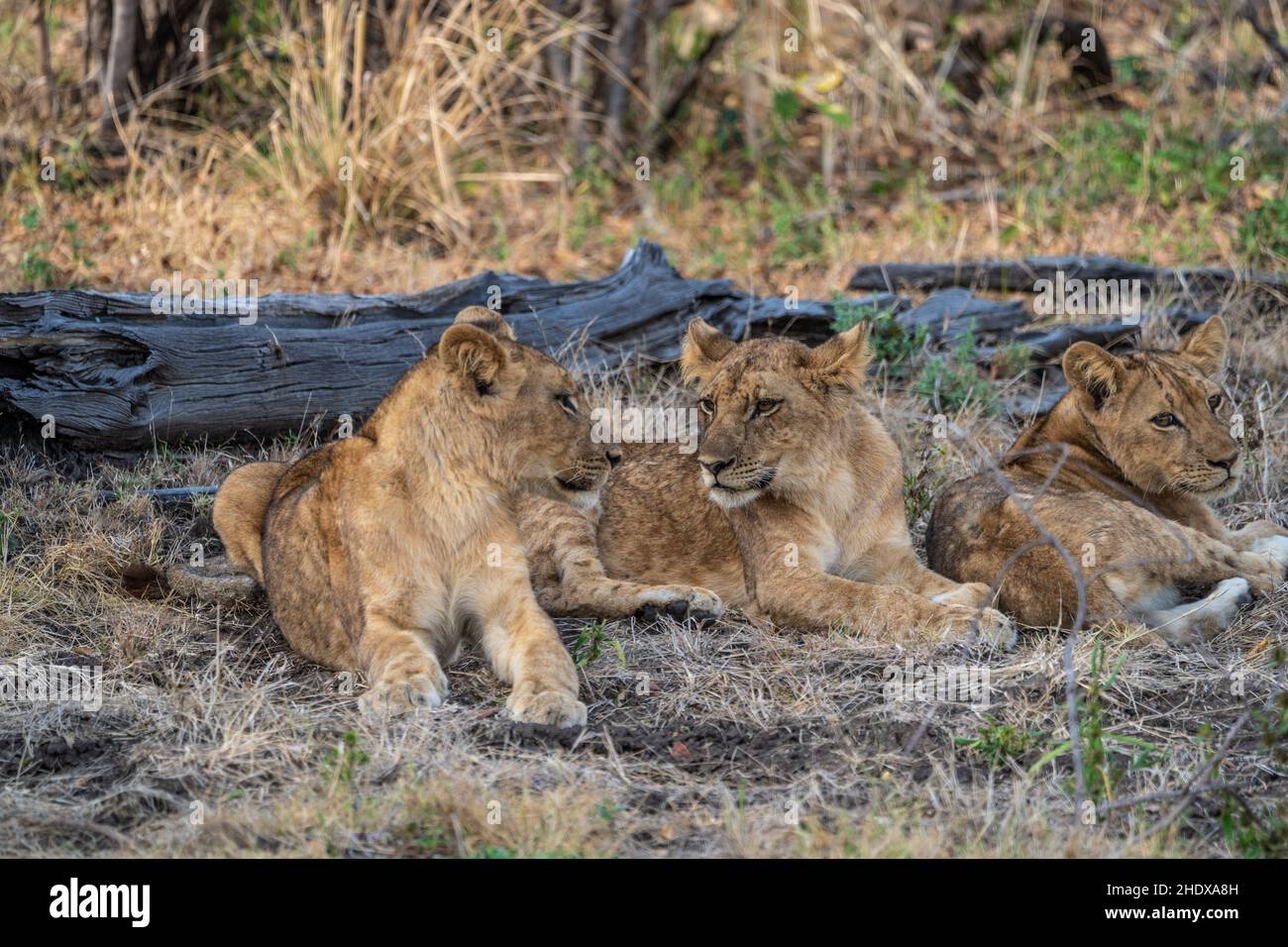 3 animals hi-res stock photography and images - Alamy