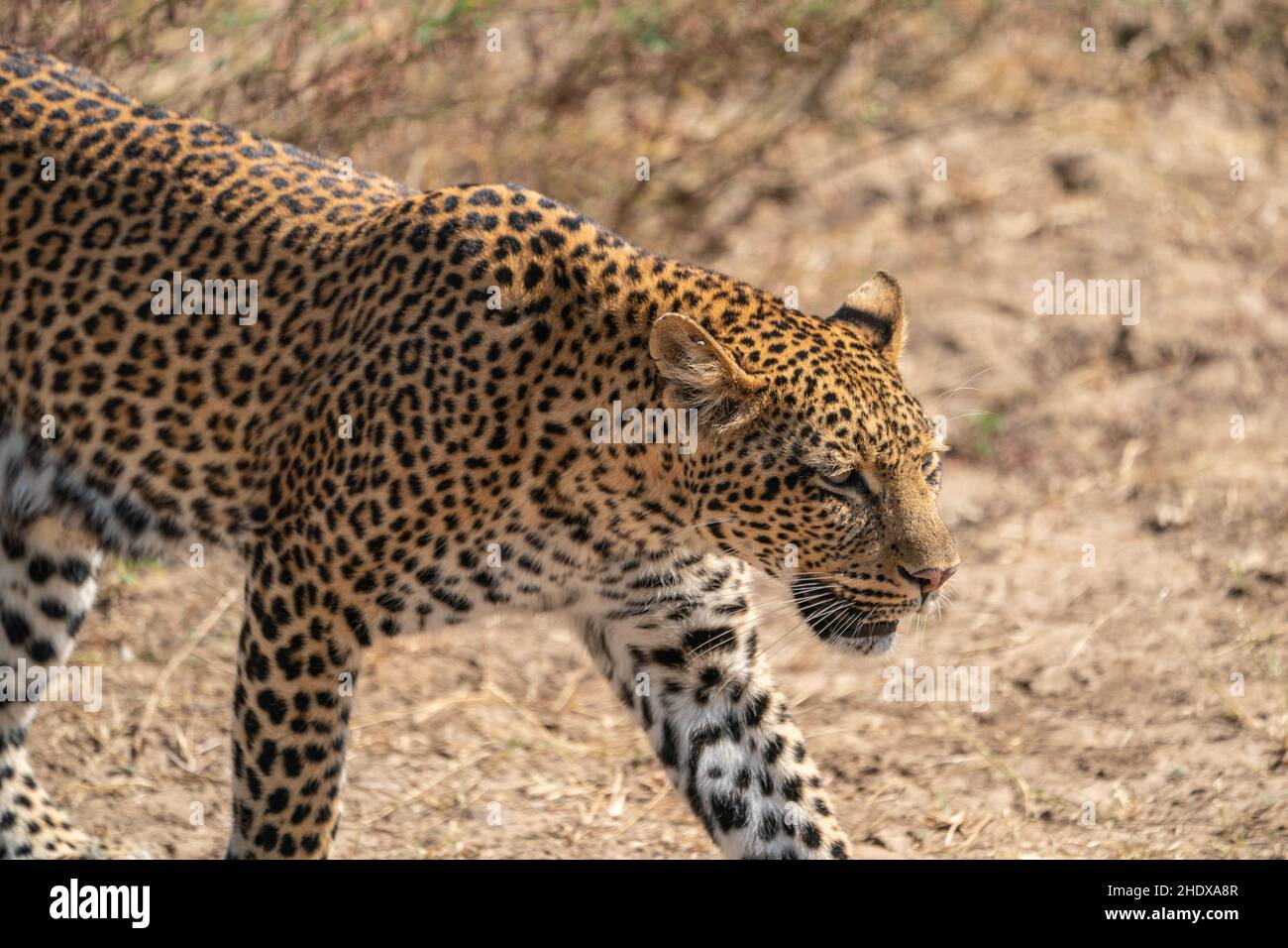 leopard, display boards Stock Photo - Alamy
