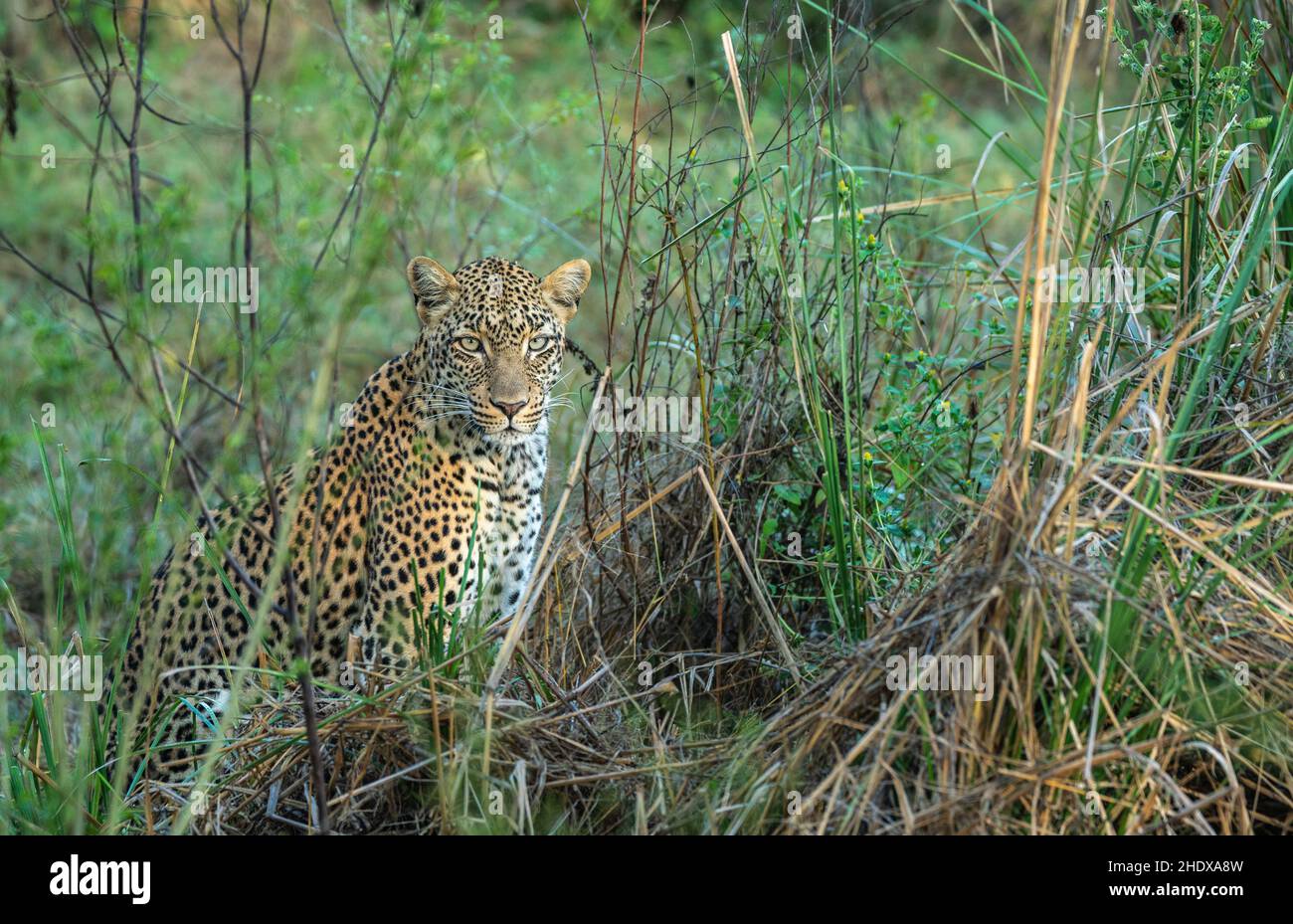 africa, leopard, african, display boards Stock Photo - Alamy