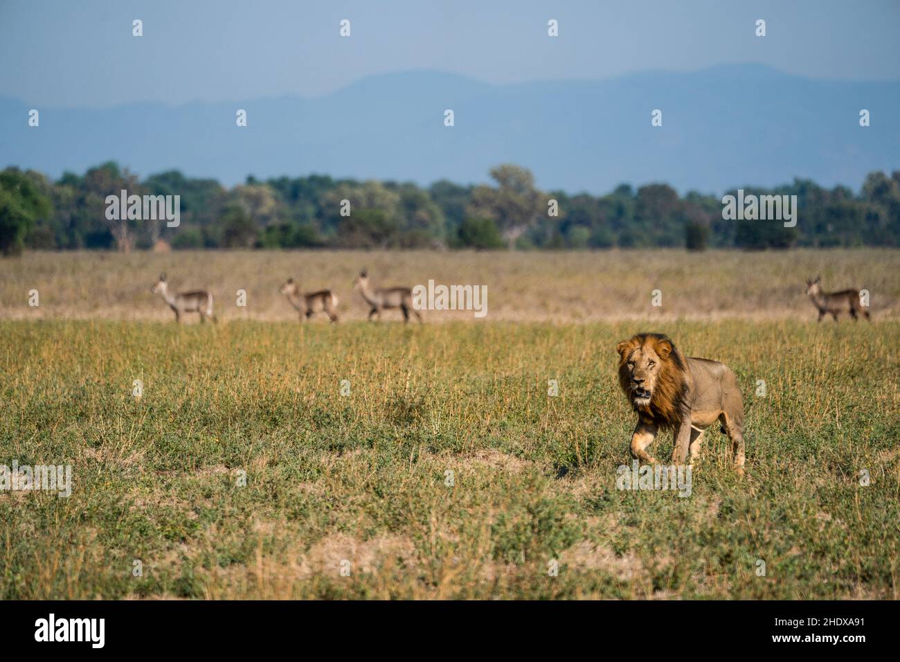 Antelope group lion hi-res stock photography and images - Alamy