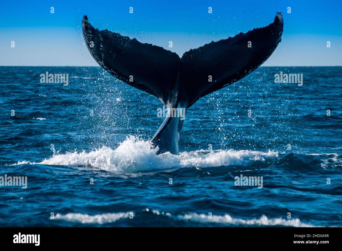 fluke, whale fin, humpback whale, flukes, whale fins Stock Photo - Alamy