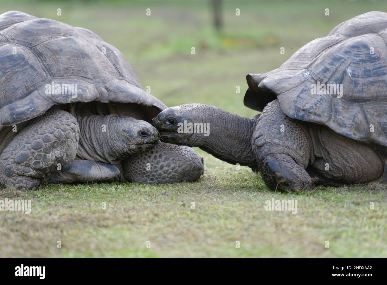 giant tortoise, giant tortoises Stock Photo - Alamy