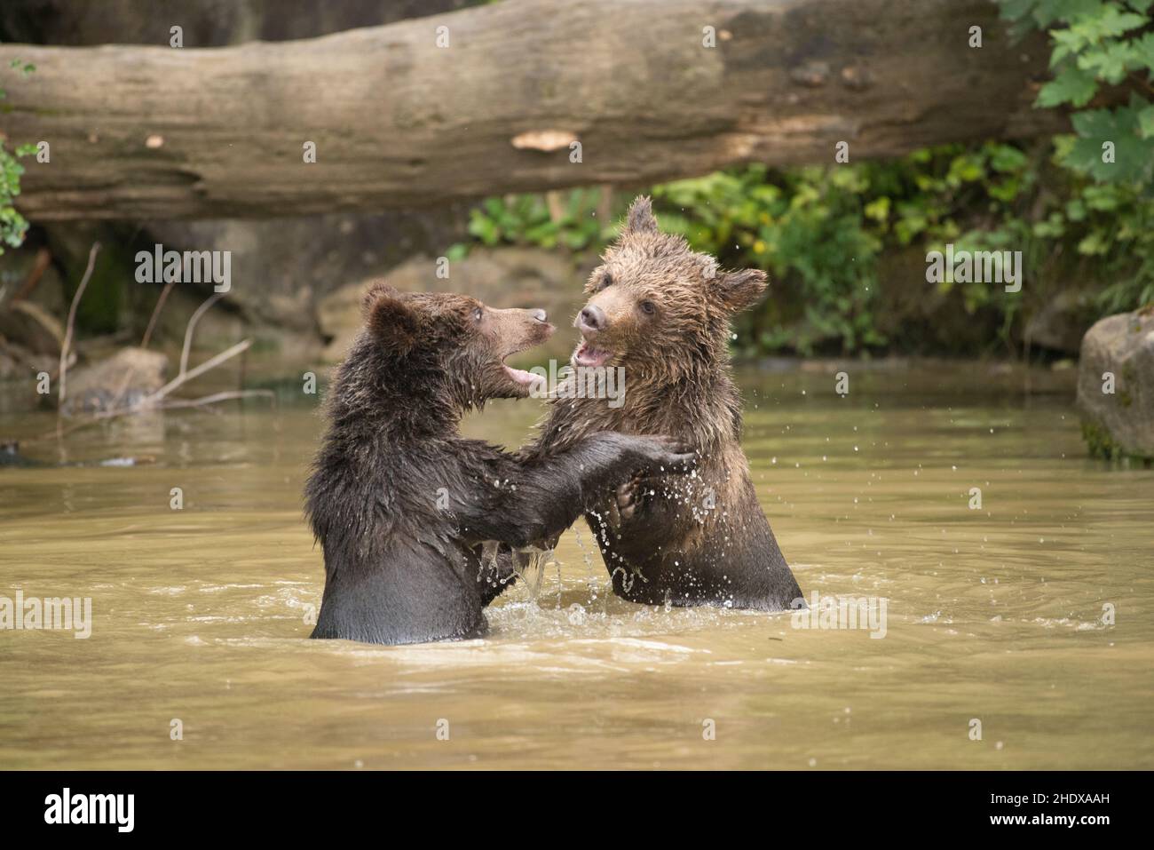 playing, bear, brown bear, play, bears, brown bears Stock Photo - Alamy