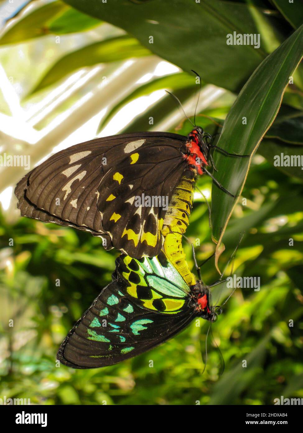 butterflies, mating, butterfly Stock Photo - Alamy