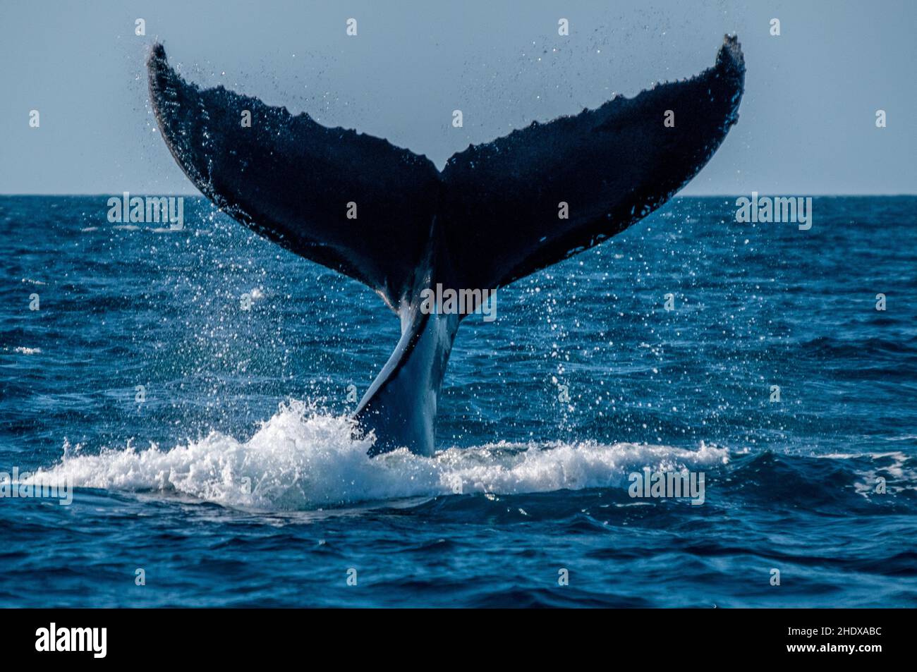 fluke, humpback whale, flukes Stock Photo - Alamy
