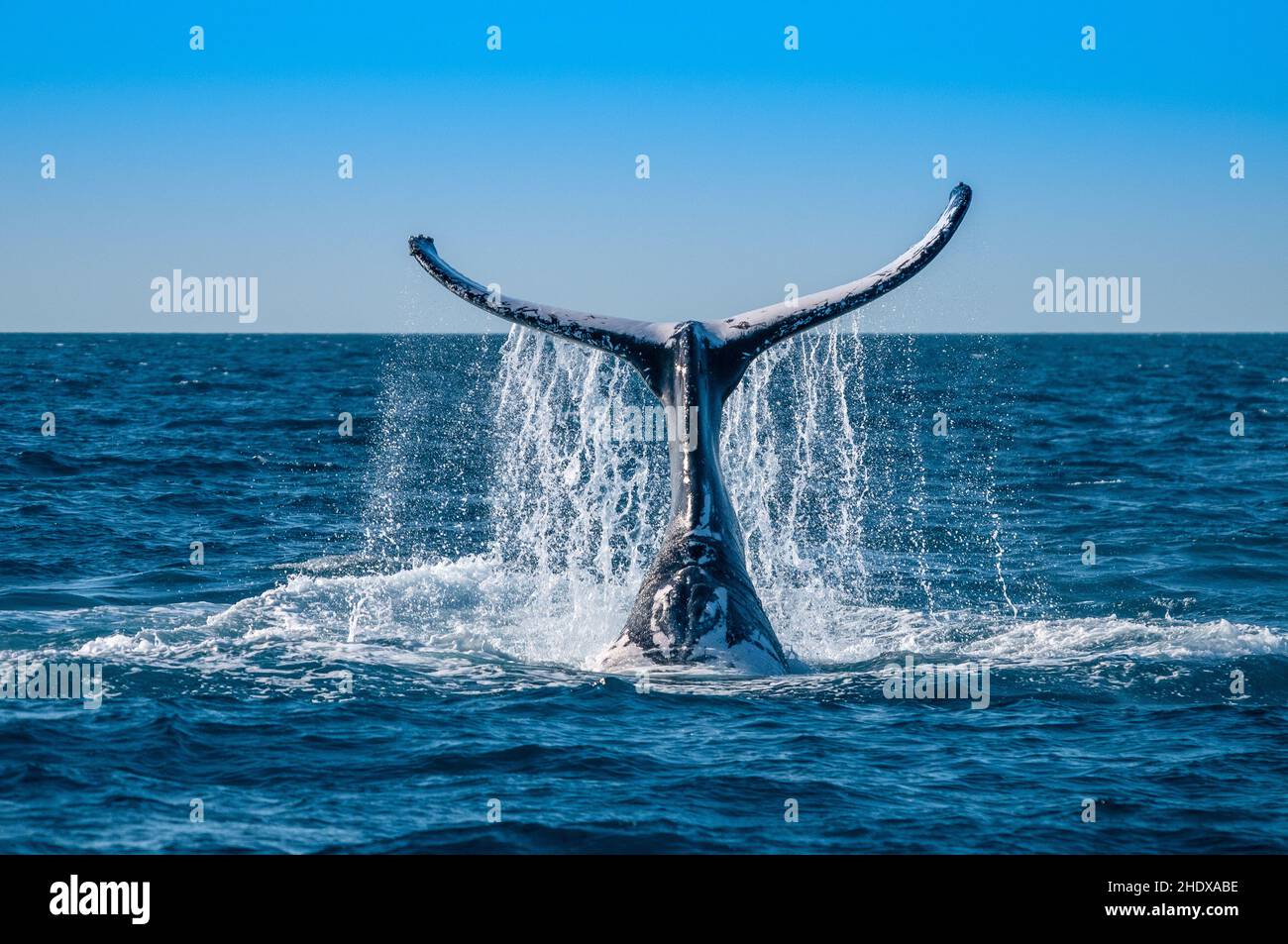 fluke, humpback whale, flukes Stock Photo - Alamy