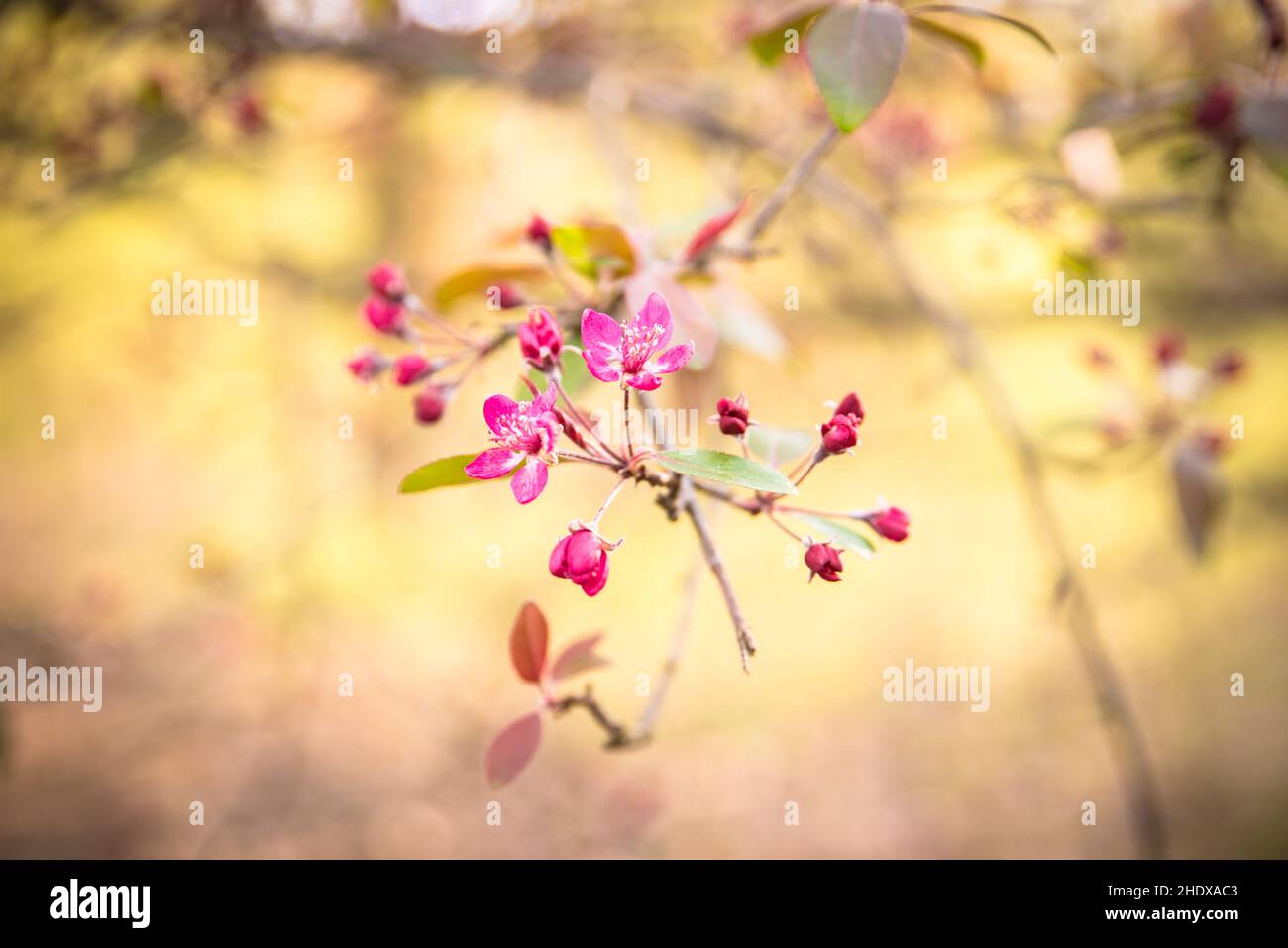 Filigrees hi-res stock photography and images - Alamy