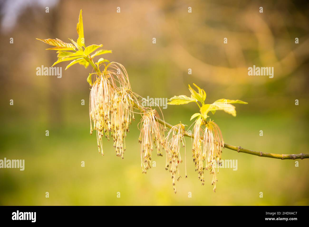 Ash maple hi-res stock photography and images - Alamy
