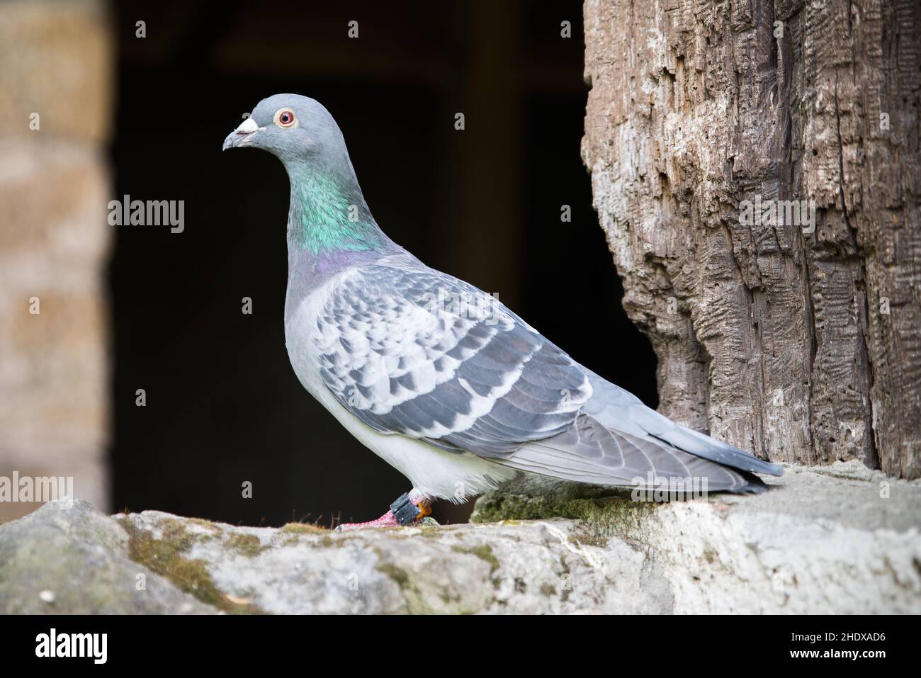 Dove plumage hi-res stock photography and images - Alamy