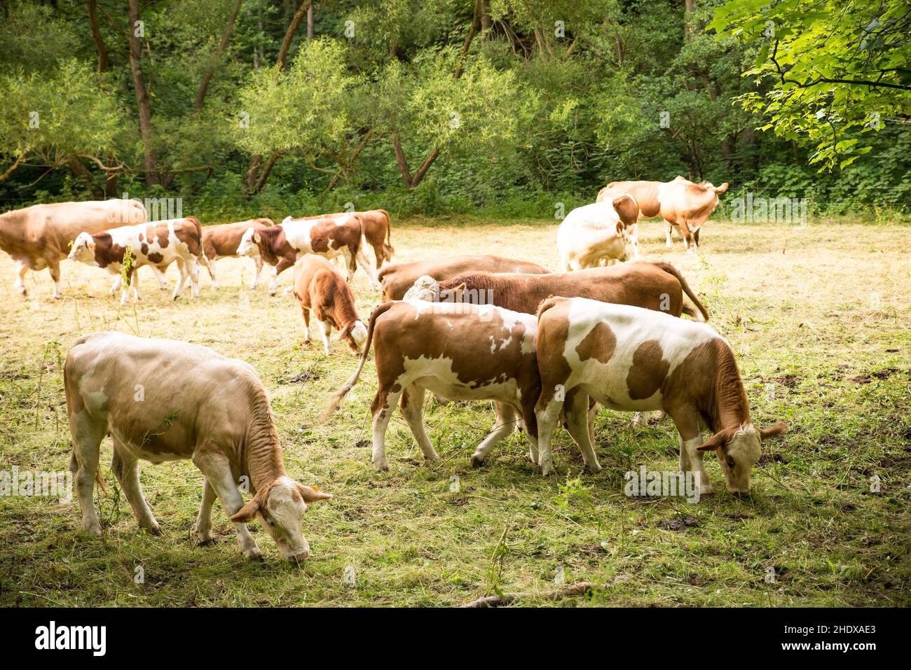 Cows family hi-res stock photography and images - Alamy