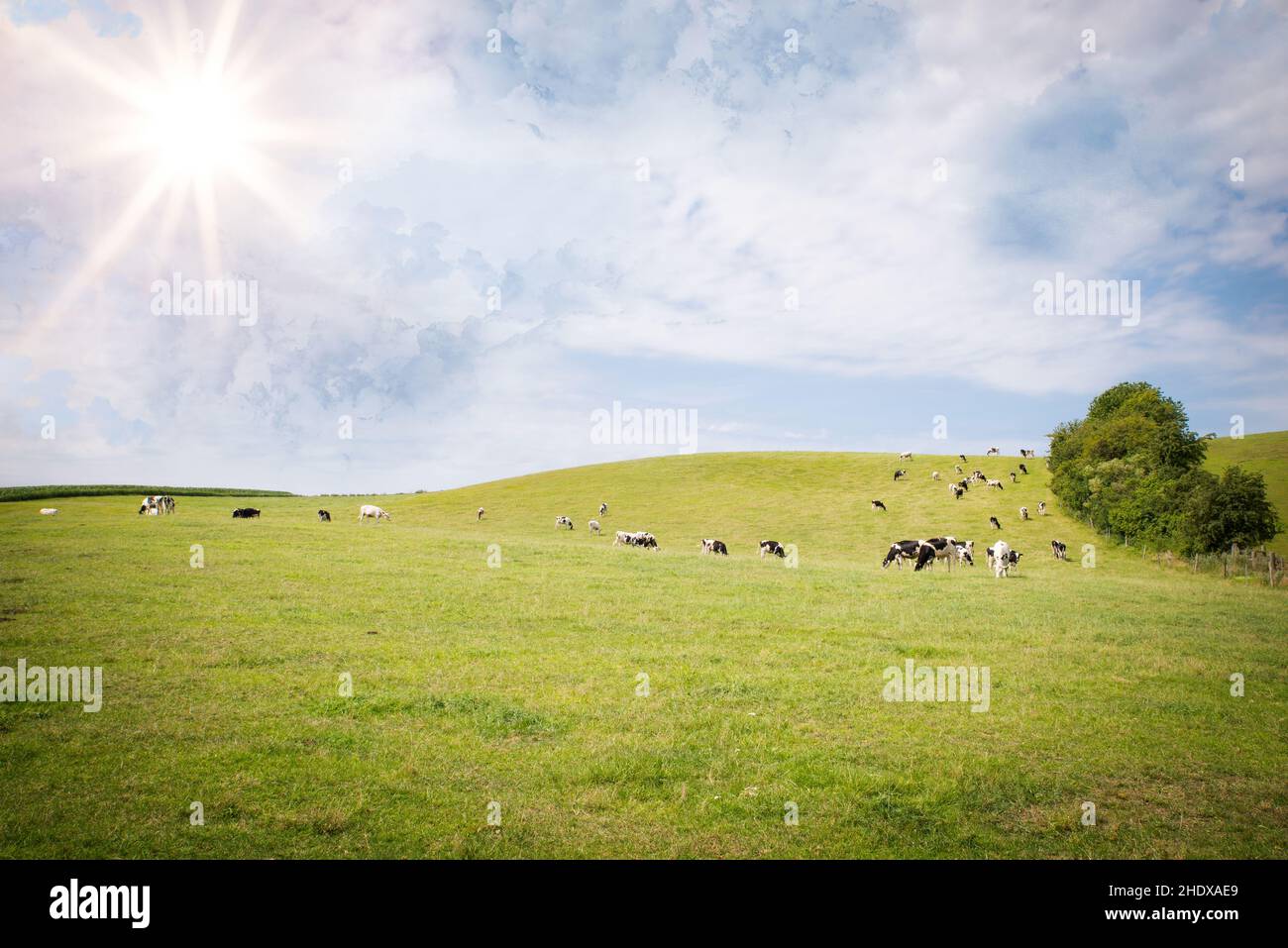 rural scene, cow paddock, country, country life, rural, rural scenes ...