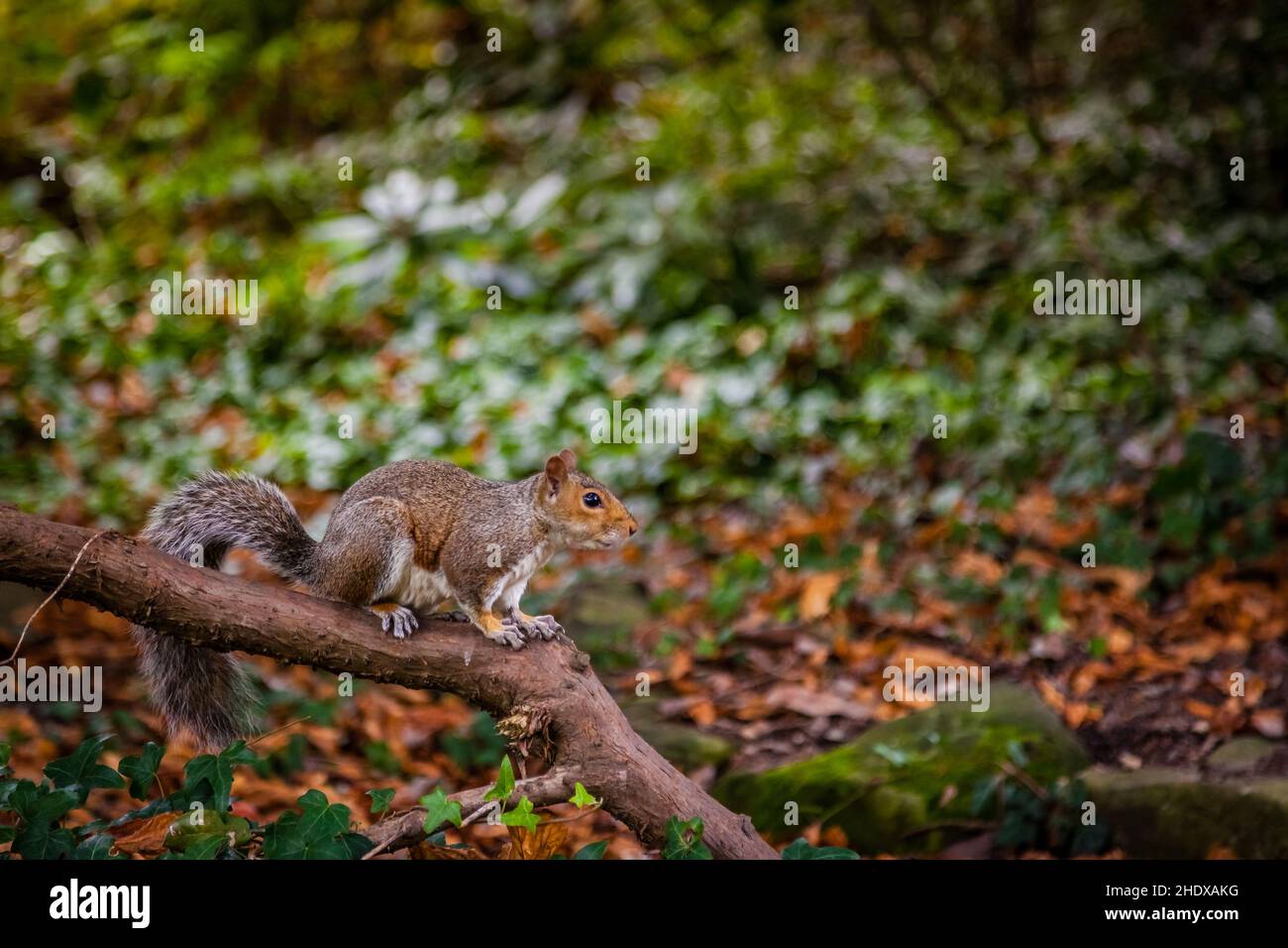 squirrel, rodent, squirrels, rodents Stock Photo - Alamy