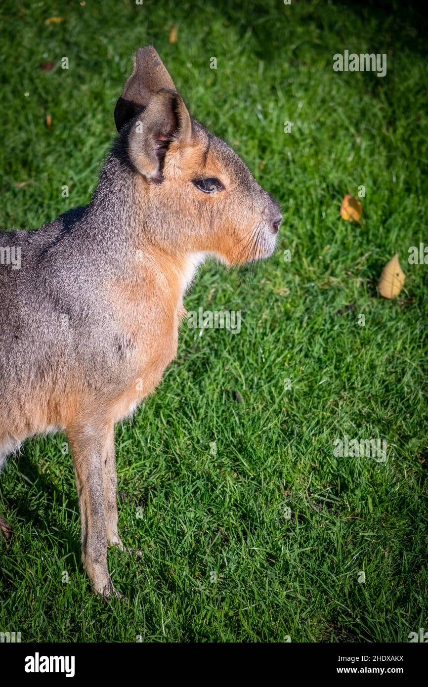 maras, patagonian mara, patagonian maras Stock Photo - Alamy