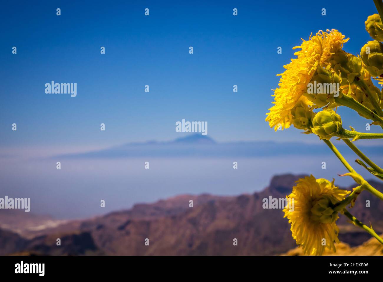 wildflower, canaries, wildflowers, canary Stock Photo - Alamy